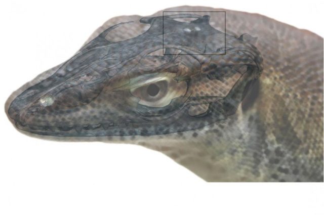 Una strana lucertola con quattro 'occhi' è vissuta 49 milioni di anni fa