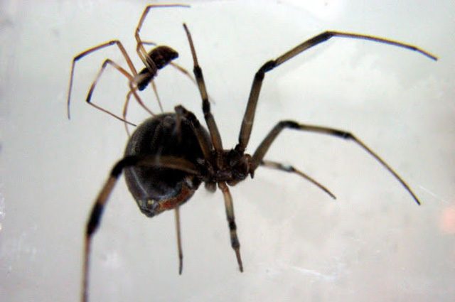 I maschi di vedova nera marrone preferiscono fare sesso con femmine ...