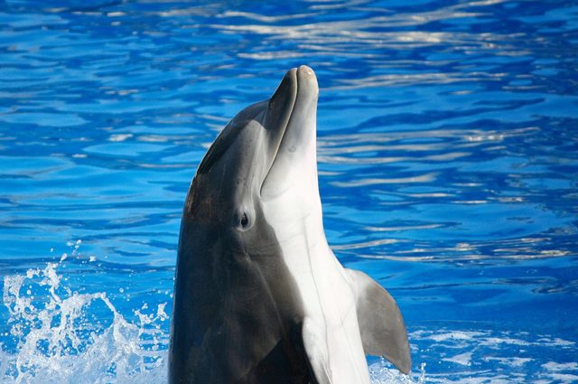 I delfini si 'tengono per mano' e danno un nome ad amici e nemici