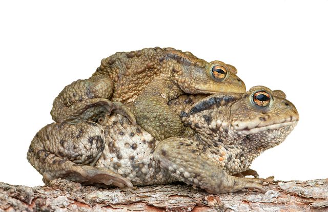 Leccare il Rospo Bufo per avere allucinazioni: cosa c'è di vero e quali ...