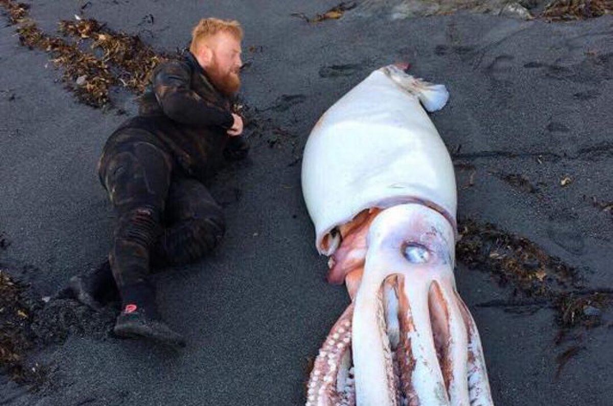 Calamaro gigante si spiaggia in Nuova Zelanda: le immagini della mitica ...