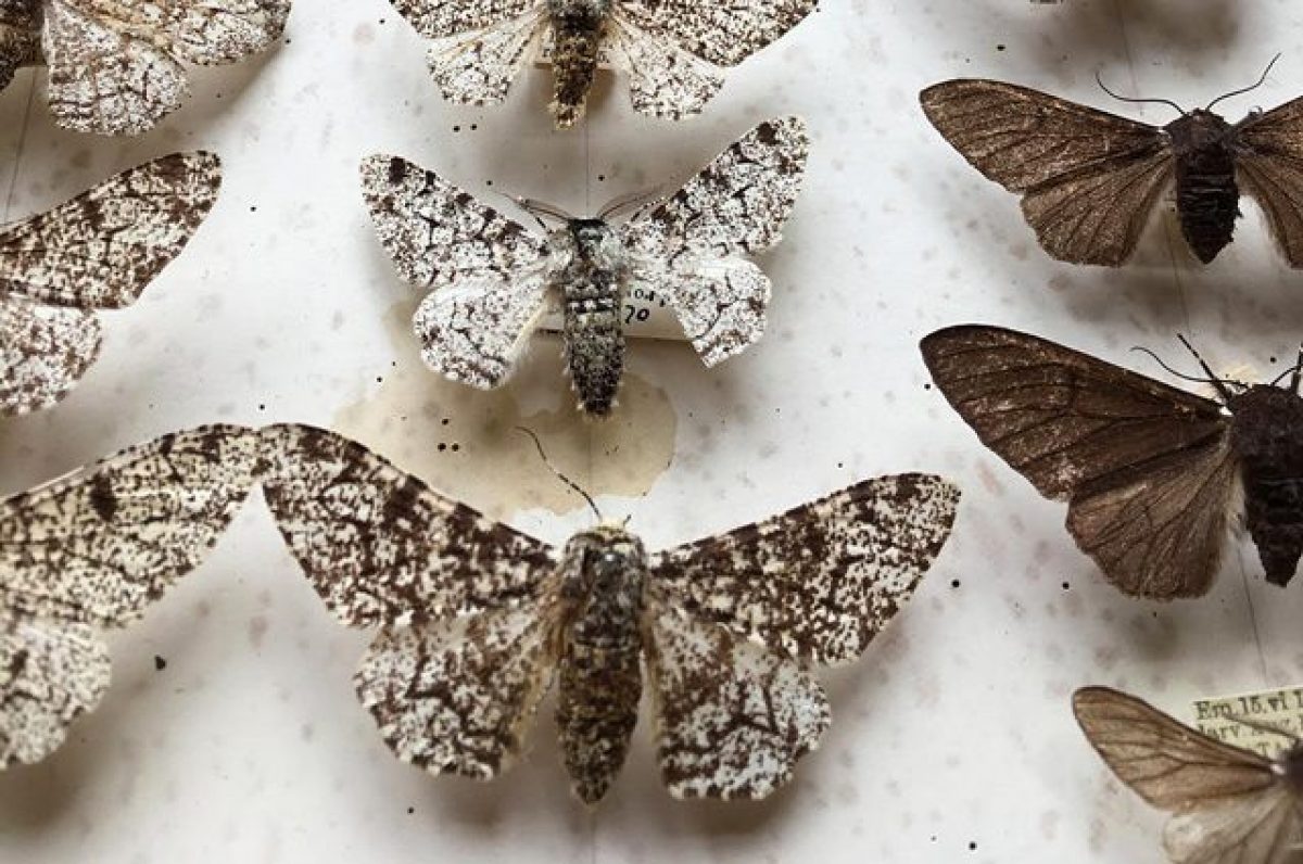 La verità sul mito delle falene di Darwin: cos'è e perché l ...
