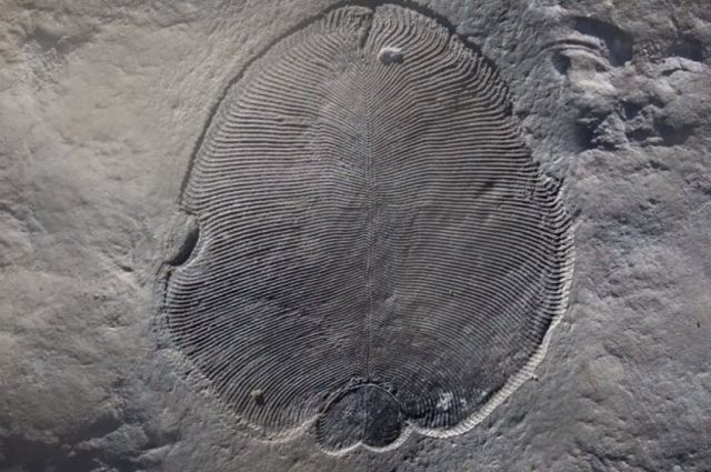 La Dickinsonia è il più antico animale conosciuto: ha 558 milioni di ...