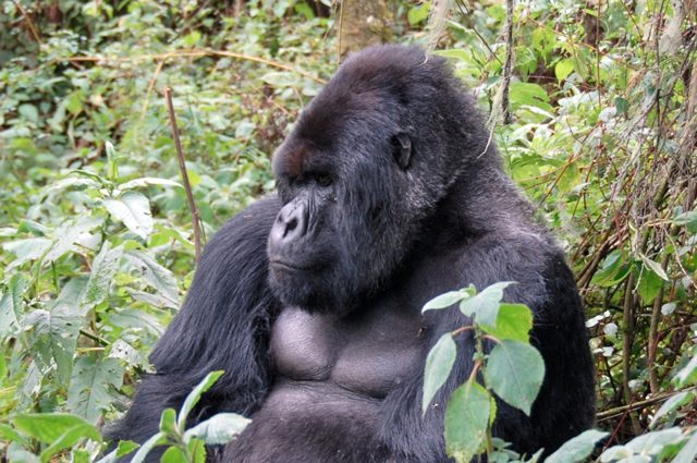 I gorilla sono così ghiotti di cibo salato che rischiano la vita pur di ...