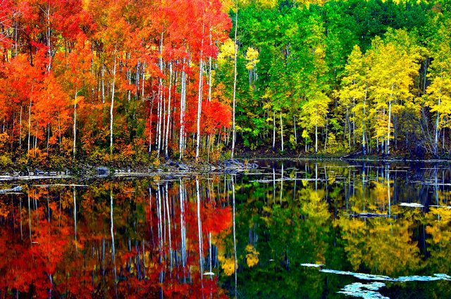 Pando, un gigantesco organismo di 80mila anni, rischia di morire a ...