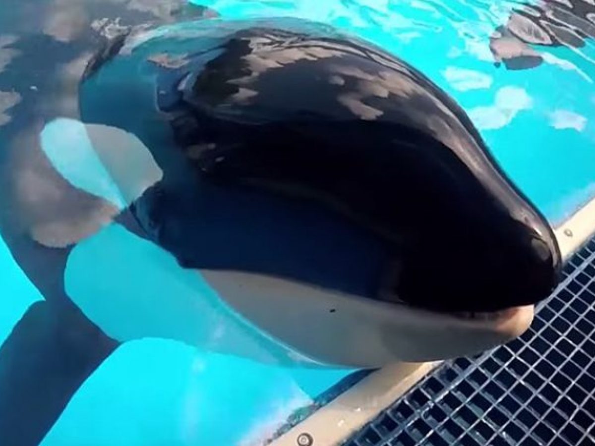 L'orca Kayla è finalmente libera: morta a soli 30 anni in un parco ...