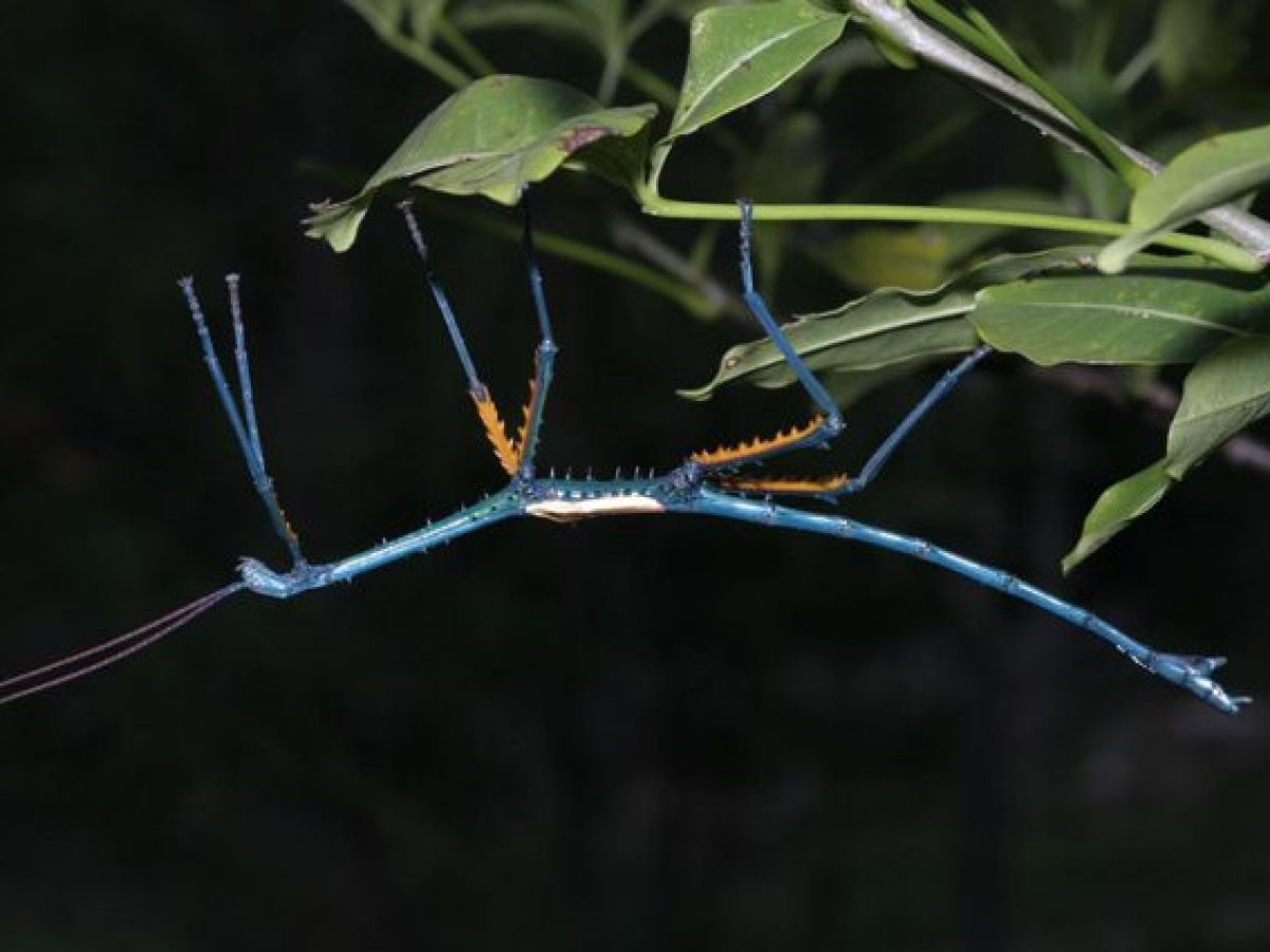 Insetti stecco giganti e coloratissimi scoperti in Madagascar: le ...