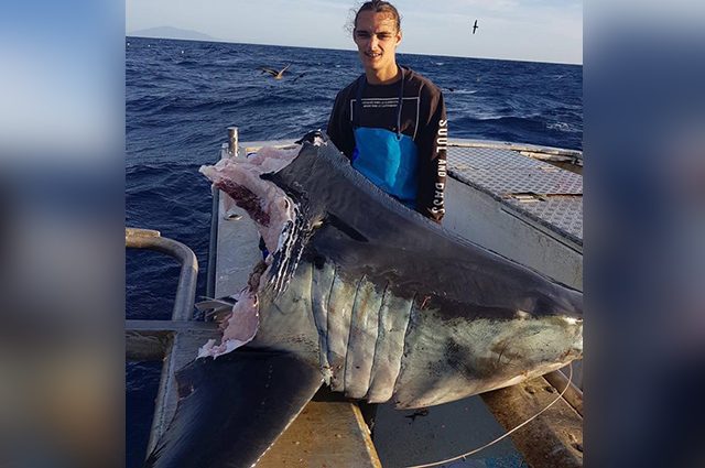 Testa mozzata di un grande squalo mako trovata in Australia: mistero ...