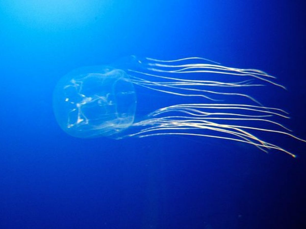 Scoperto un antidoto per il veleno delle cubomeduse, il più letale del ...