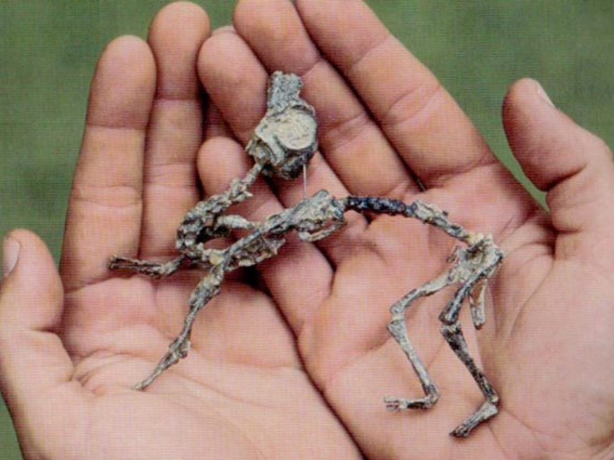 Quadrupede da piccolo e bipede da adulto: dinosauro come gli esseri umani