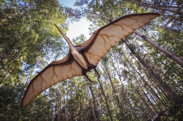 I piccoli pterodattili potevano volare sin dalla nascita: nessuno come loro