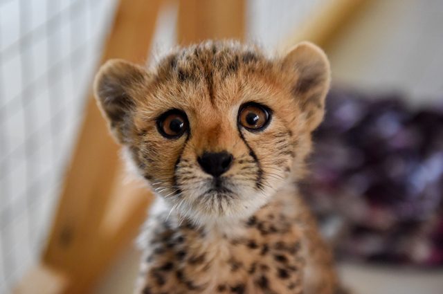I ghepardi rischiano l'estinzione a causa dei super ricchi: felini ...