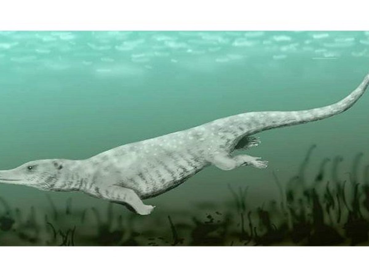 Le prime balene erano simili a grandi cani e nuotavano a quattro zampe