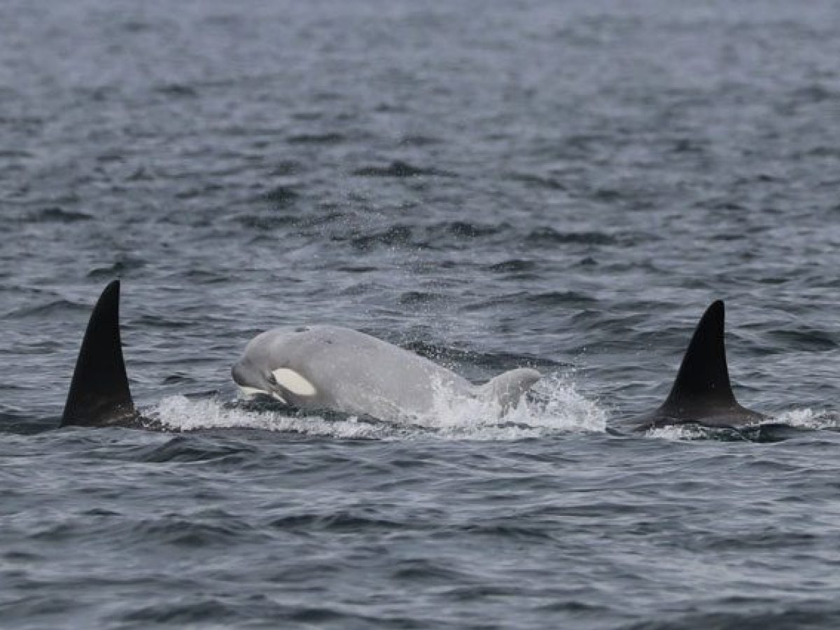 Rarissimo cucciolo bianco di orca avvistato negli USA: le splendide ...