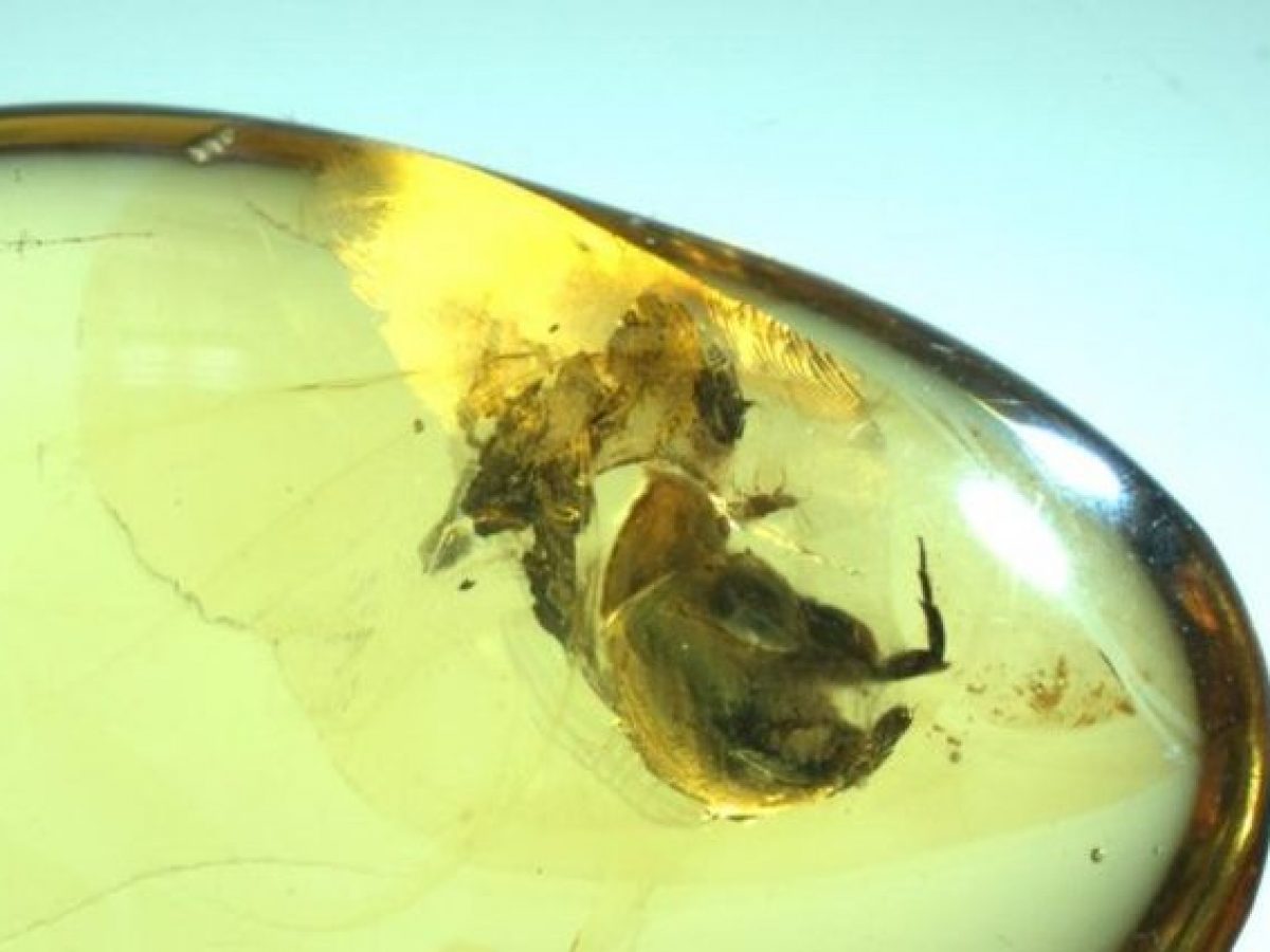 Le prime prove dell'impollinazione in un meraviglioso blocco d'ambra ...