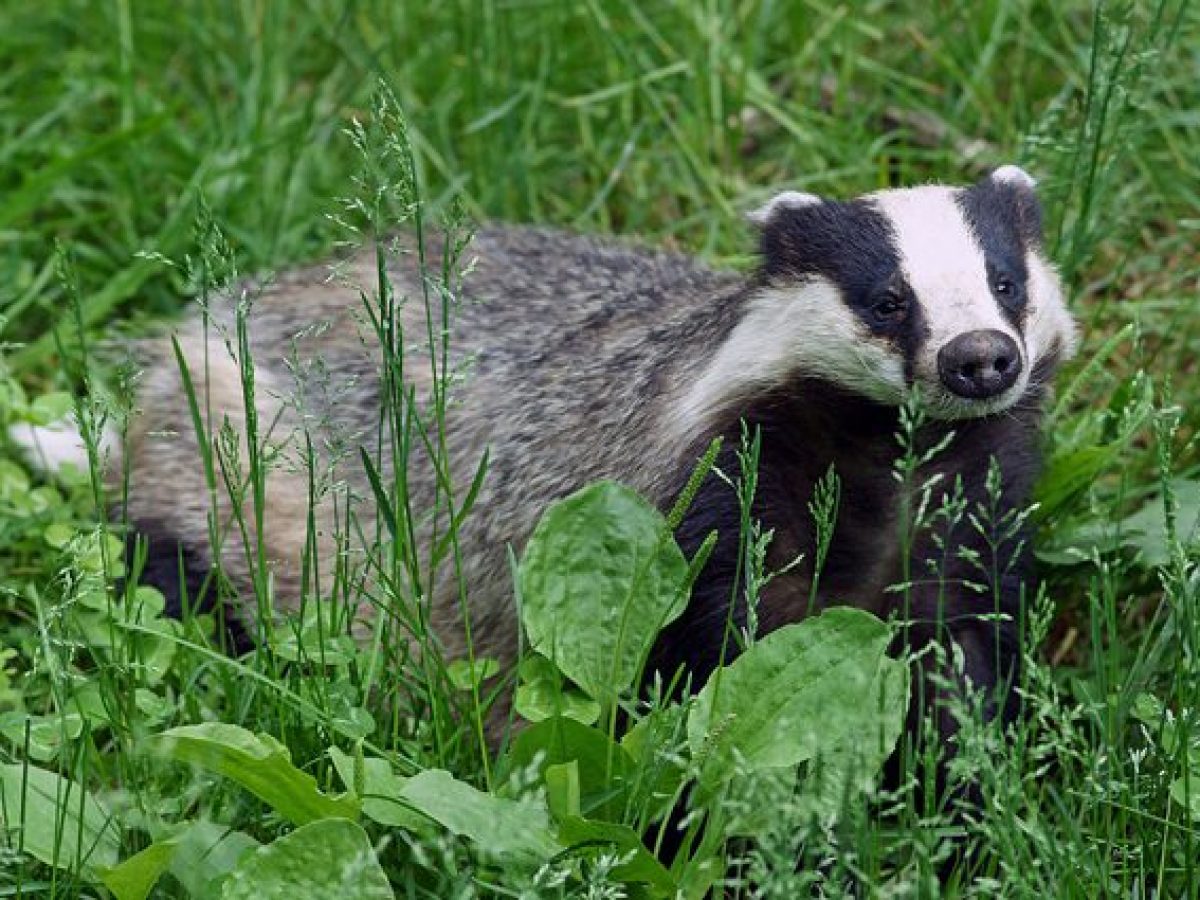 Necrofilia osservata nel tasso per la prima volta: il comportamento ...