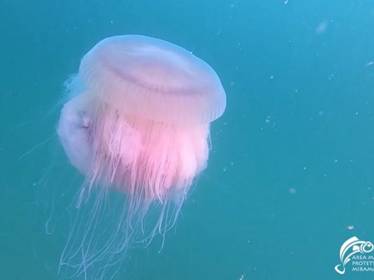 Rara e magnifica Drymonema dalmatinum avvistata a Trieste: è la più ...