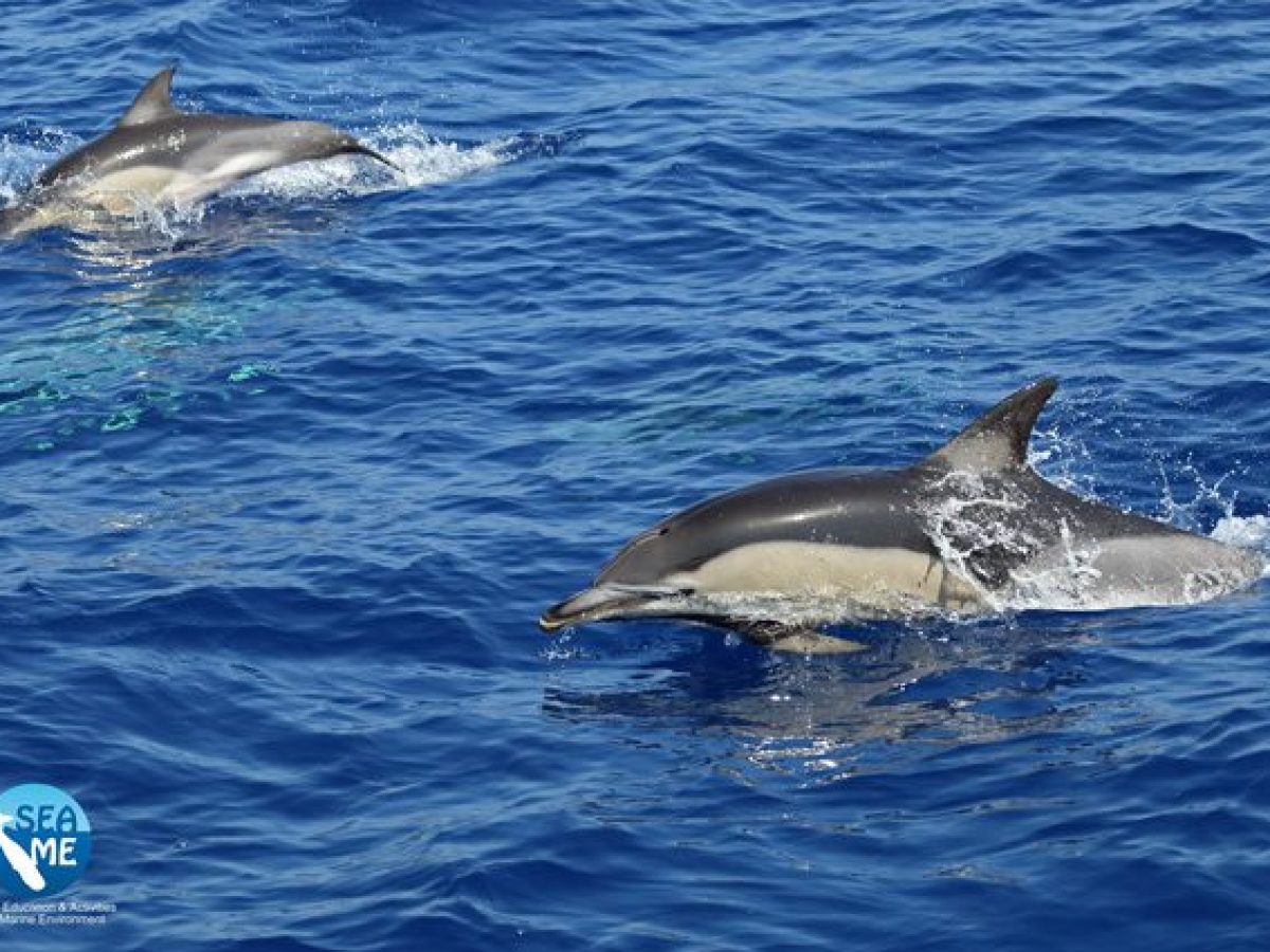 40 rari delfini con cuccioli avvistati a nord della Sardegna: le ...