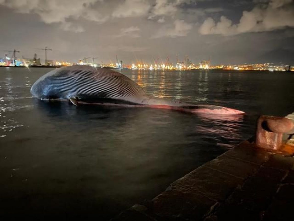 La balena morta a Sorrento è la più grande mai spiaggiata nel ...