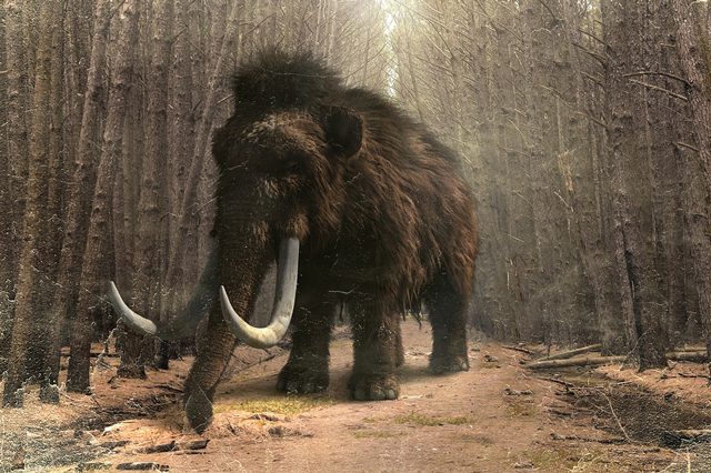 Scienziati vogliono riportare in vita i mammut estinti: Primi cuccioli ...