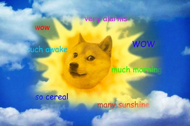 Chi è Kabosu the doge, il cane meme più famoso del web