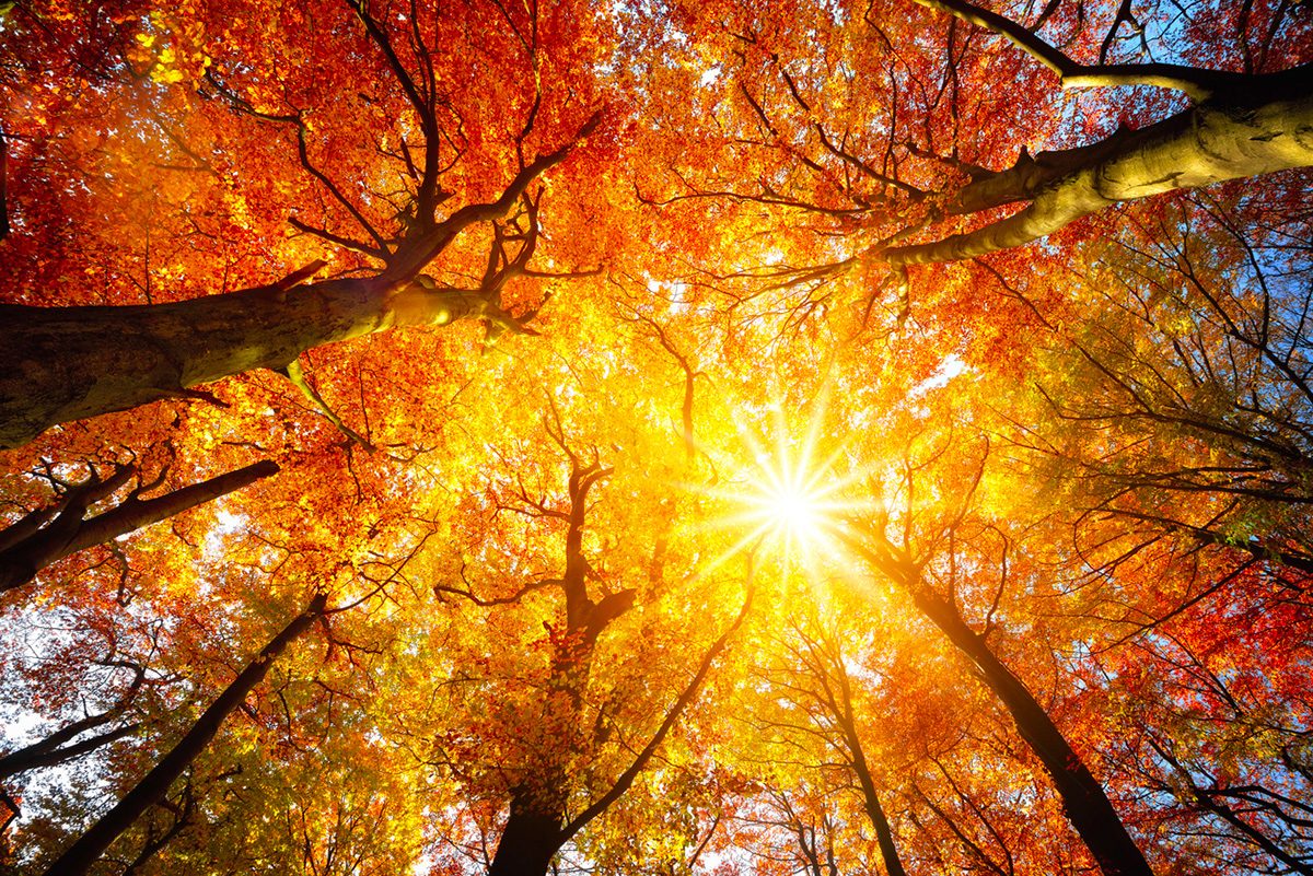 Buon inizio di autunno 2021, immagini di buongiorno e frasi da inviare ...